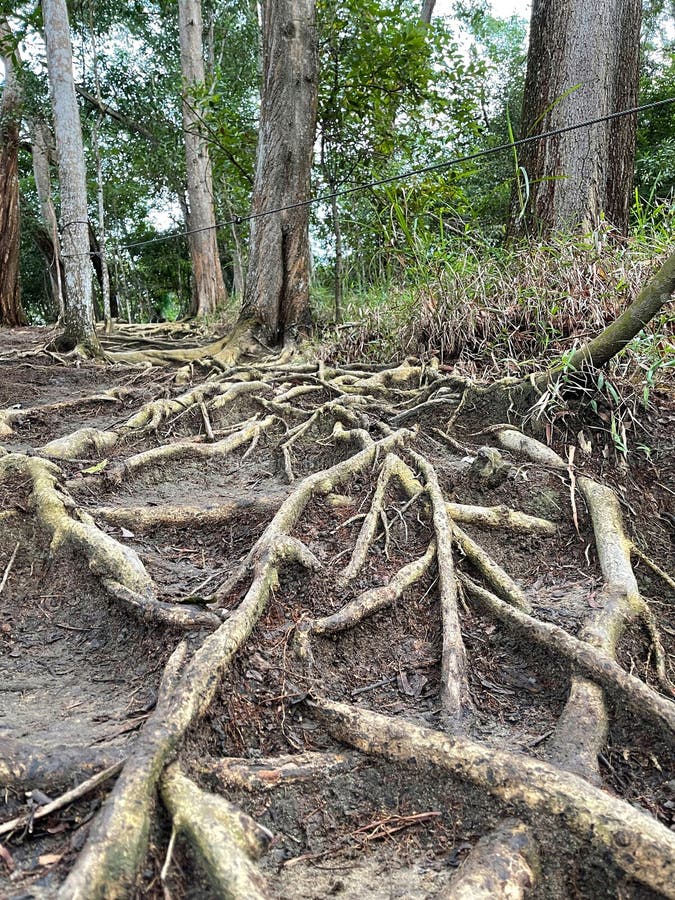 Nature and Background Concept. Stock Photo - Image of stream, wetland ...