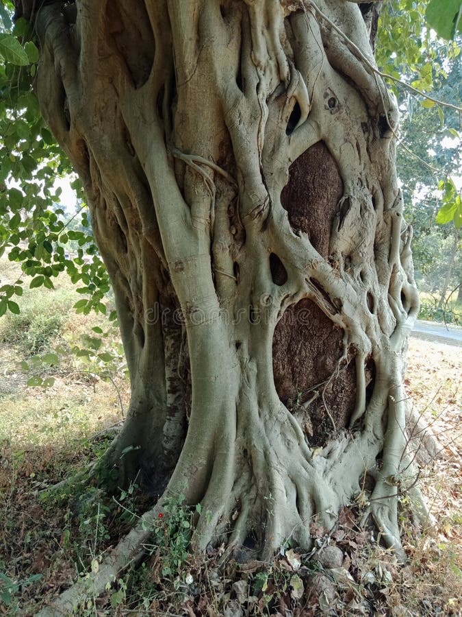 Tree roots bark stock photo. Image of ring, vertical - 129950836