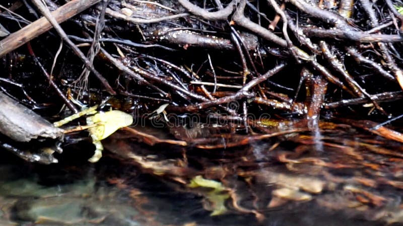 Tree Roots Hang Down To the Ground To Absorb Water Stock Video - Video ...