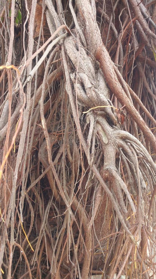 Tree Roots Hanging Magic Forest Stock Image - Image of tree, roots ...