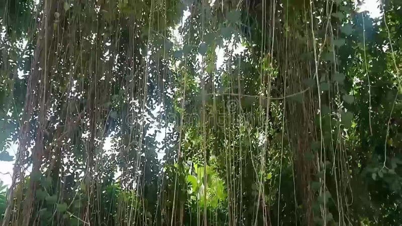 Tree Roots and Leaves Blown by the Wind Stock Footage - Video of leaf ...