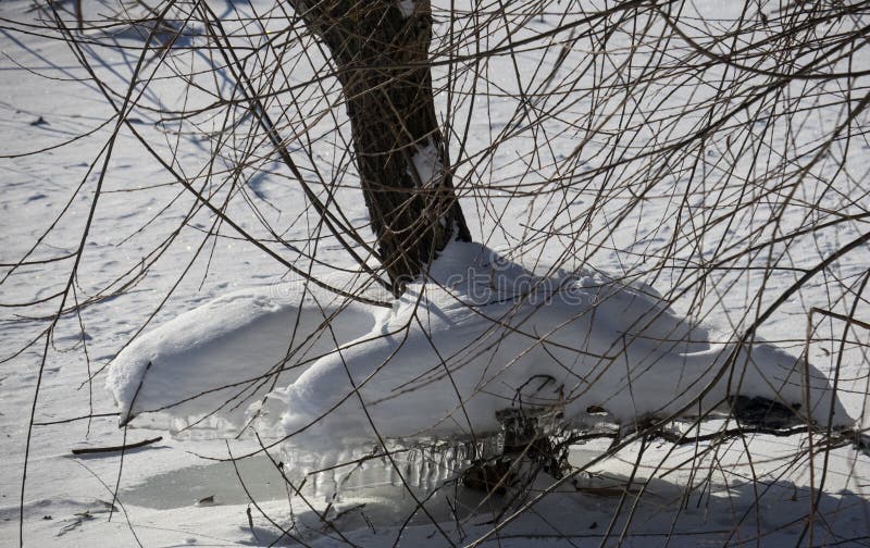 A Tree with Roots Hanging in Winter Stock Image - Image of airport ...