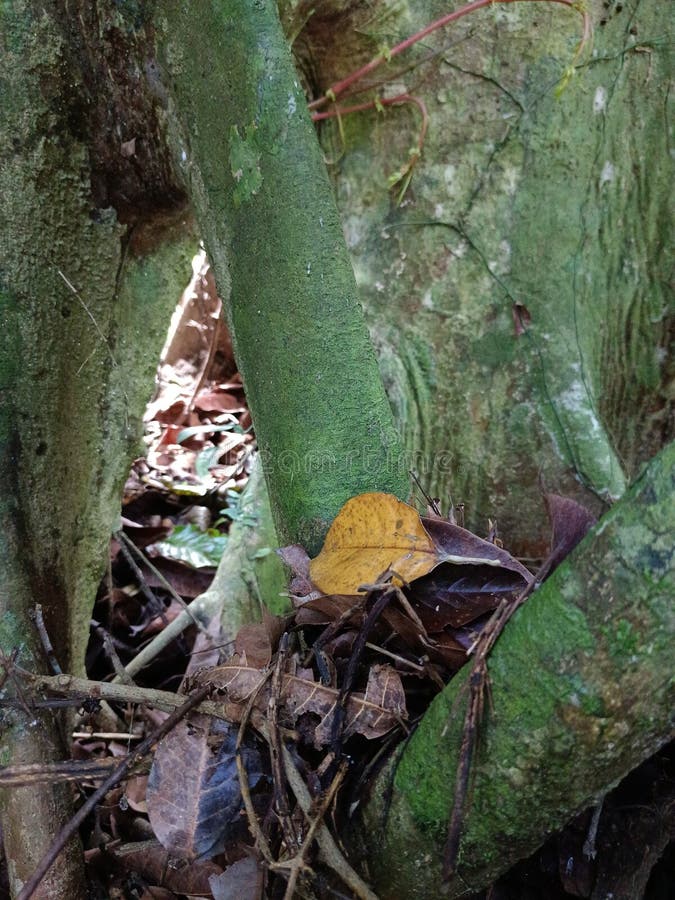 Tree Roots that Have a Unique Shape Stock Image - Image of unique ...