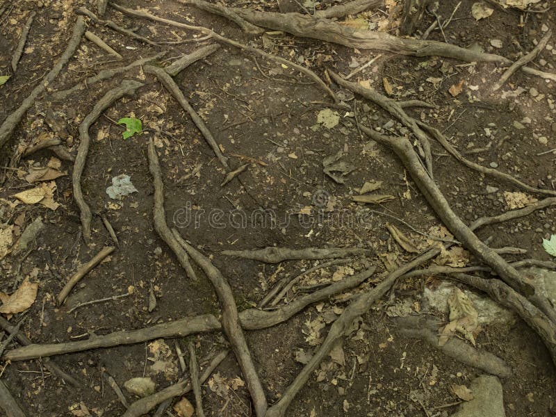 Tree Roots on the Hiking Path Stock Image - Image of forest, trail ...
