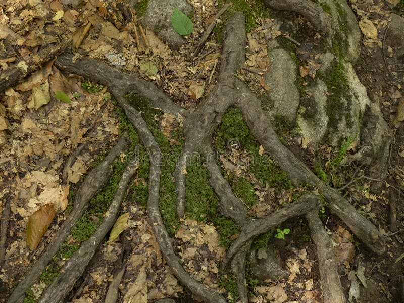 Tree Roots on the Hiking Path Stock Image - Image of wild, hiking ...