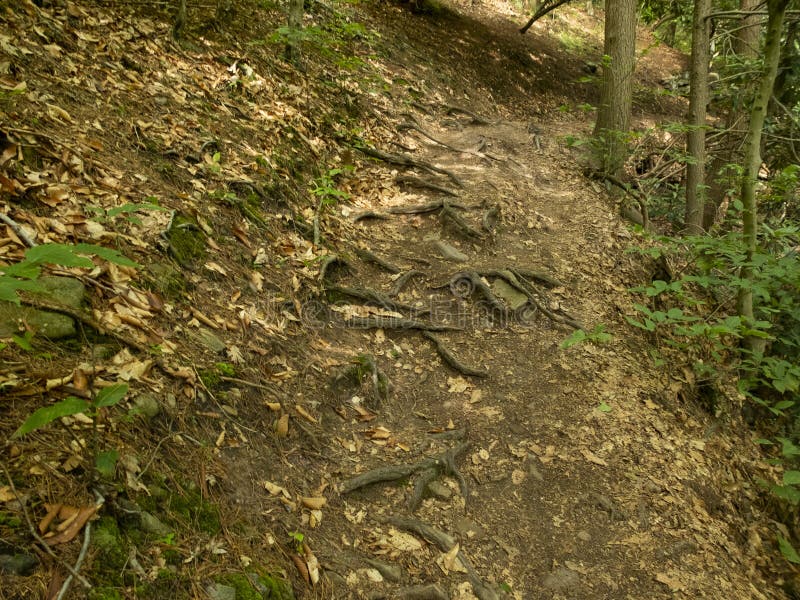 Tree roots on hiking path stock image. Image of plants - 120815349