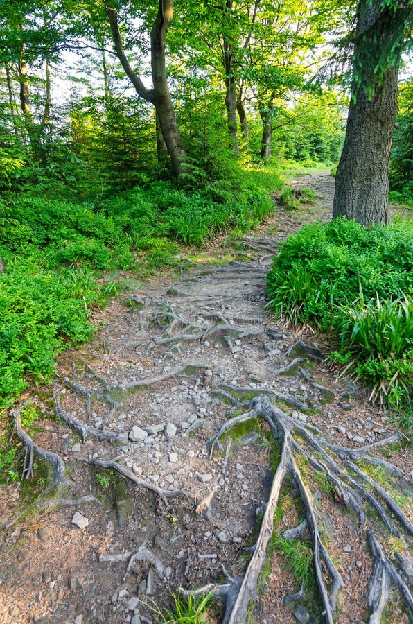 Tree roots stock image. Image of park, green, national - 55742147