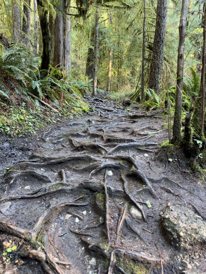 Tree Roots on a Hiking Trail in the Forest Stock Image - Image of ...