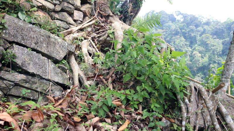 Tree Roots on a Hill with Rocks and Plants Around it Stock Photo ...