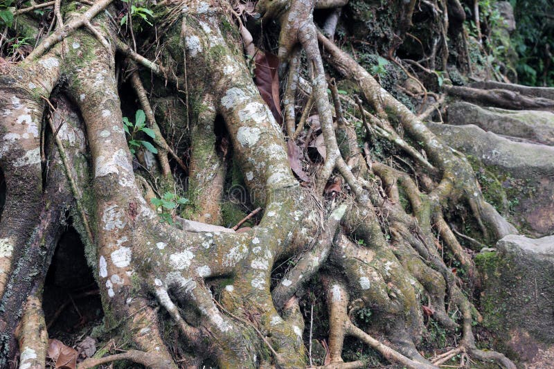 Tree Roots on a Hill with Rocks and Plants Around it Stock Image ...