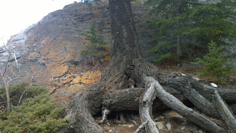 Tree Roots on Hillside, Banff National Park, Canada Stock Photo - Image ...
