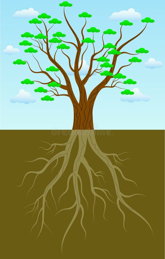 Tree roots stock vector. Illustration of life, biology - 27885285