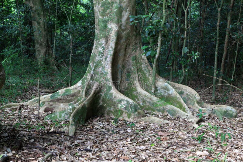 Tree roots. stock image. Image of wood, environment, trees - 39890849