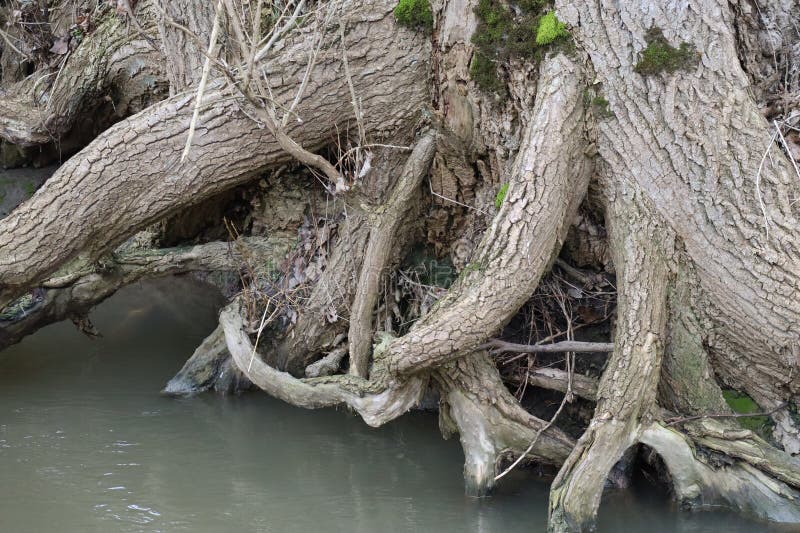 Muscular stock image. Image of aerial, barkless, partly - 308694121