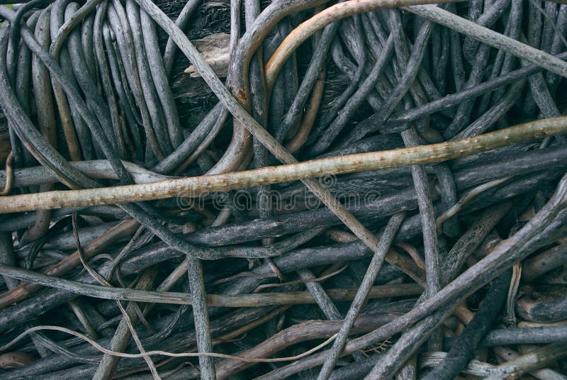 154 Interconnected Tree Roots Stock Photos - Free & Royalty-Free Stock ...