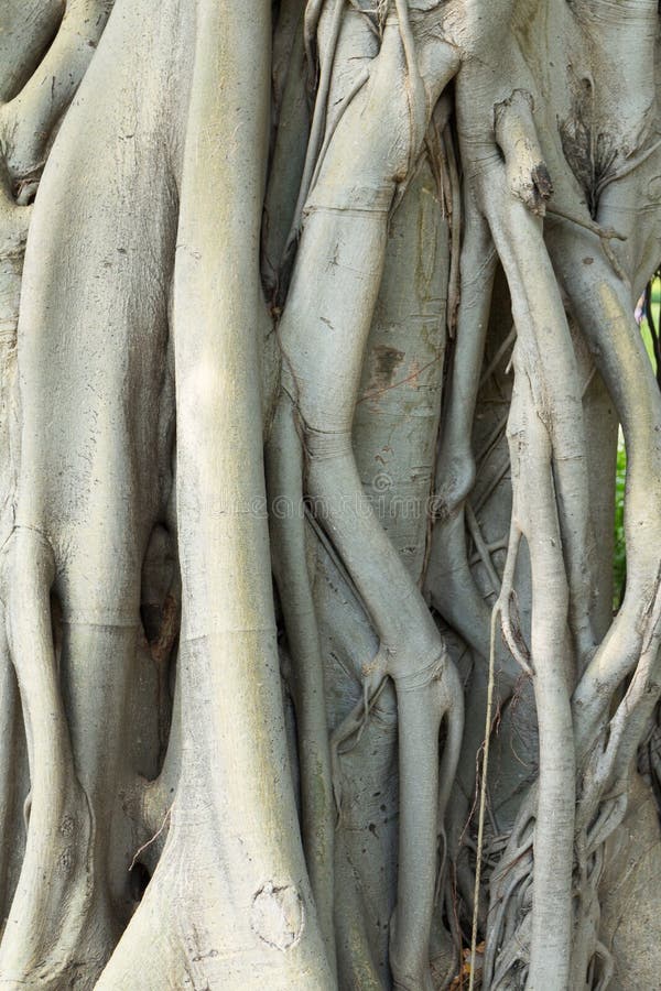 Tree roots intertwined stock image. Image of farm, life - 55965603