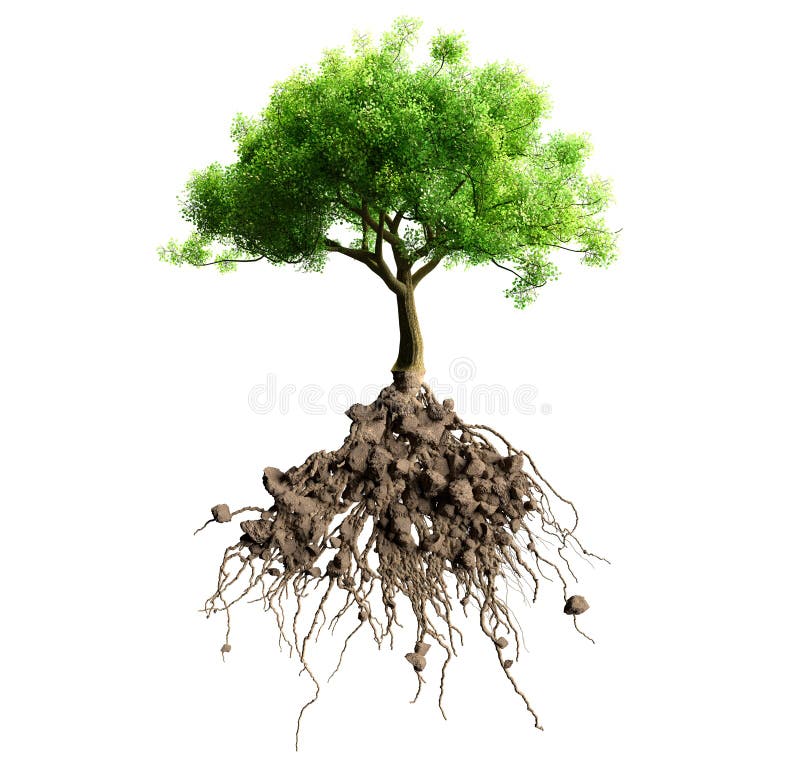 Tree with roots stock illustration. Illustration of green - 43513121