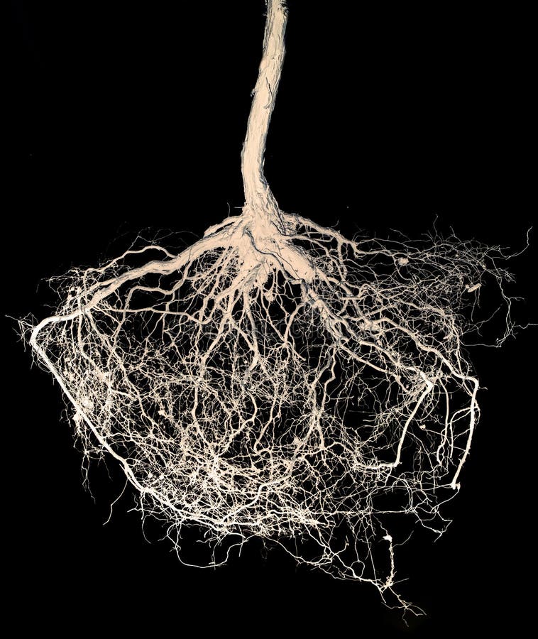 1,918 Tree Roots Black White Background Stock Photos - Free & Royalty ...