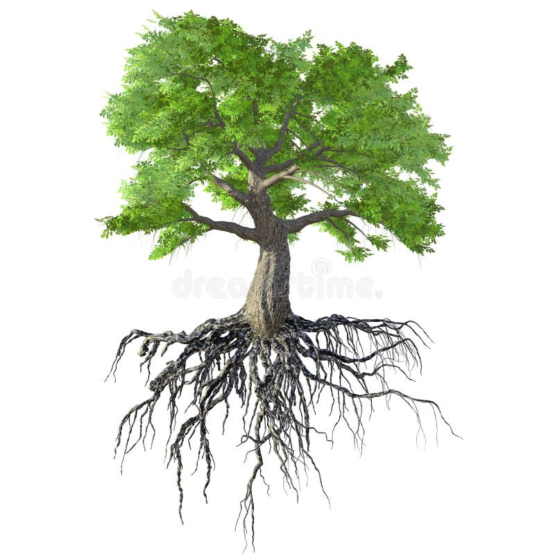 Tree with Roots Isolated 3D Illustration Stock Image - Illustration of ...