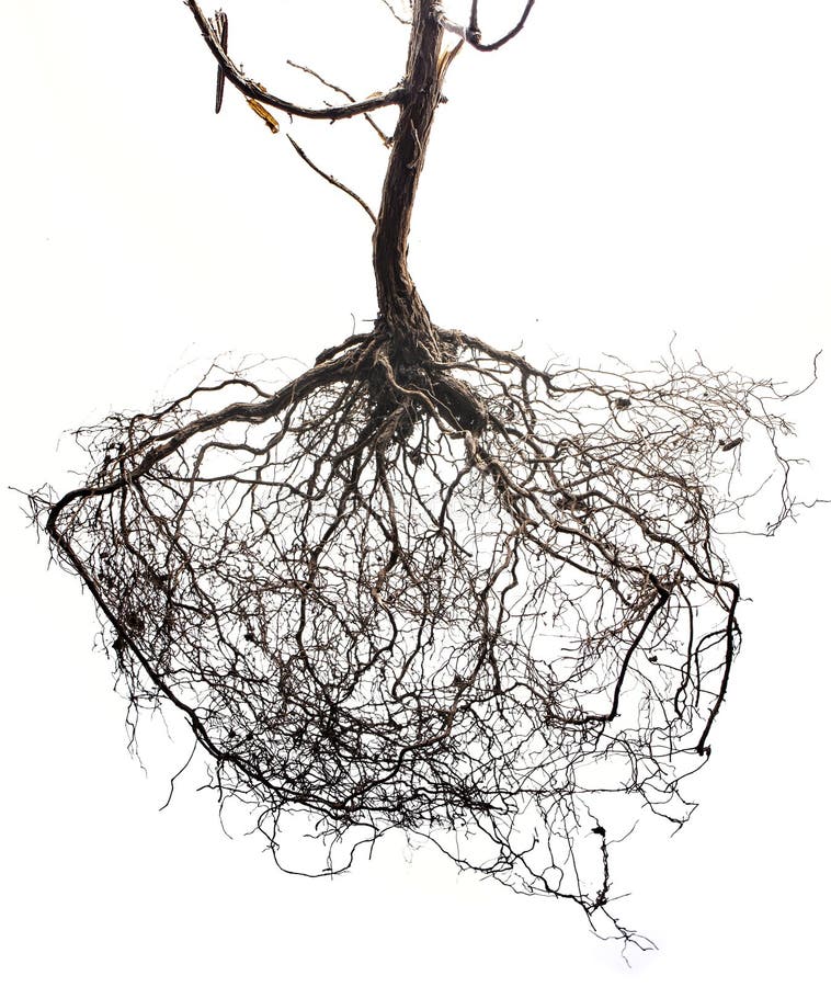 A Tree with Roots Silhouette Isolated on White Background Stock Image ...