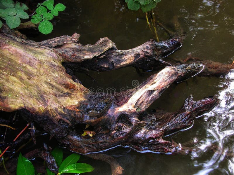 Tree roots in Jordan river stock photo. Image of river - 279903498