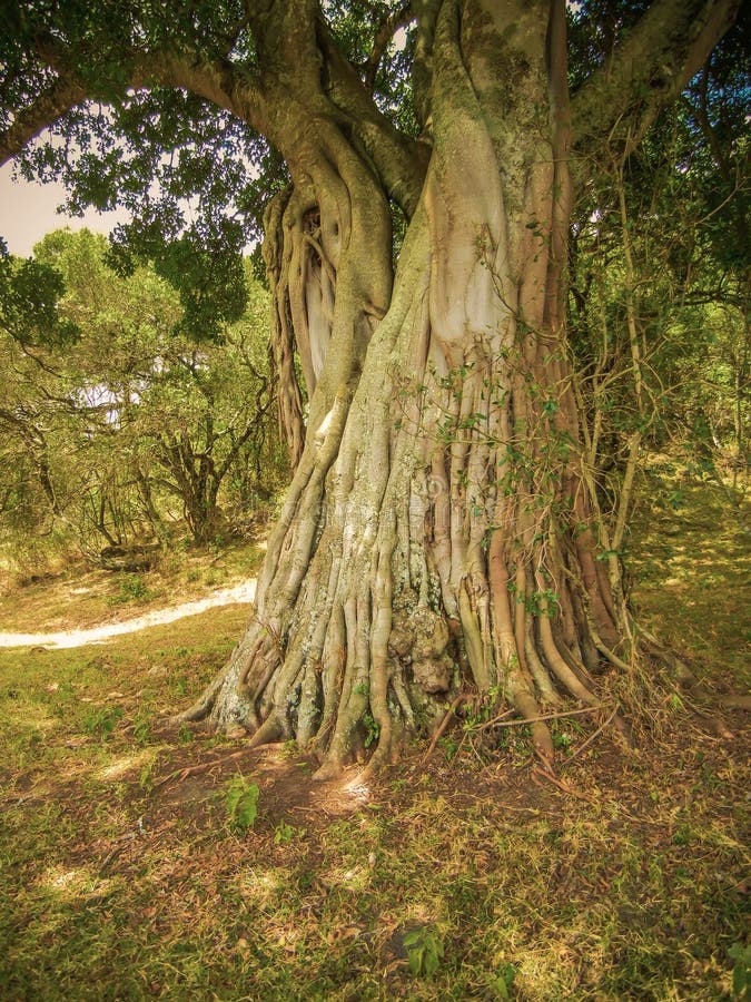 Tree with Roots in the Jozani Forest Zanzibar Stock Photo - Image of ...