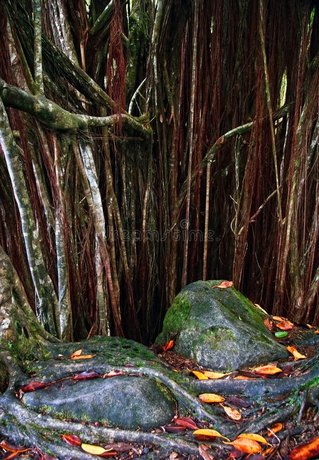 Giant tree stock image. Image of curtain, tablelands - 10797127