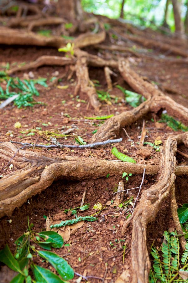 Tree roots stock image. Image of bush, system, mauritius - 37260925