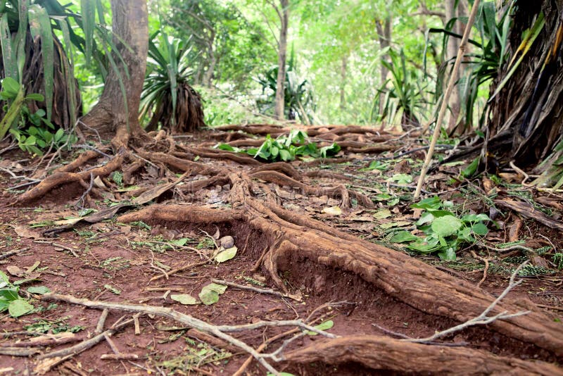Tree roots stock image. Image of natural, growing, brown - 37261009