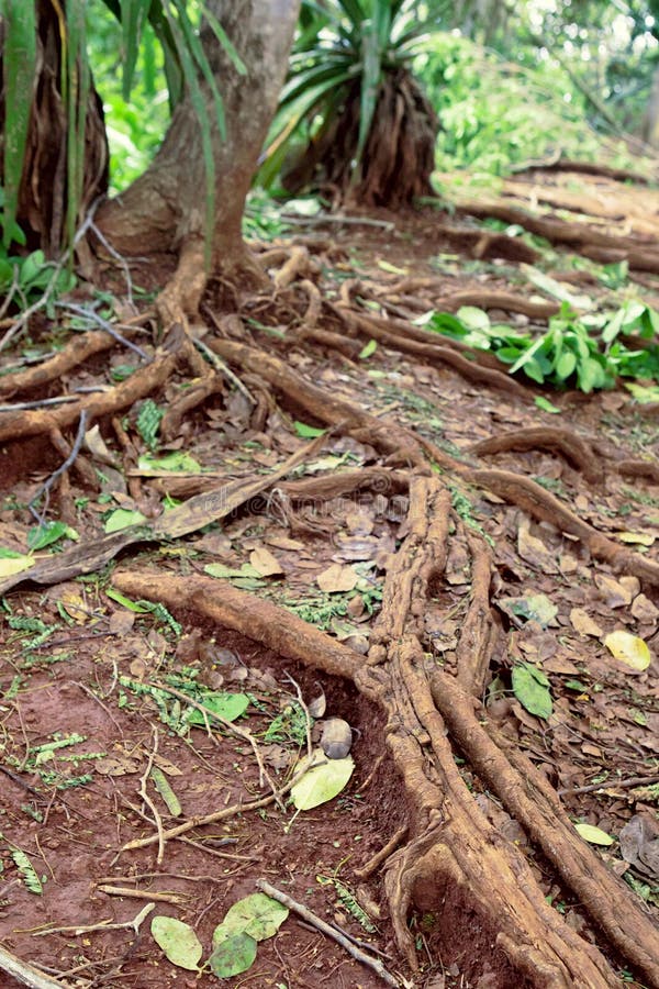 Tree roots stock image. Image of forest, growing, growth - 37261017