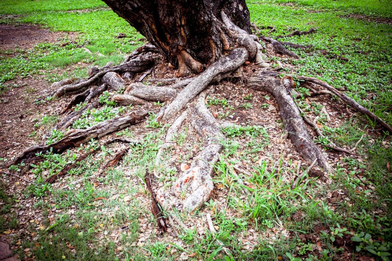 Tree Roots in a Jungle Forest Stock Image - Image of muddy, environment ...