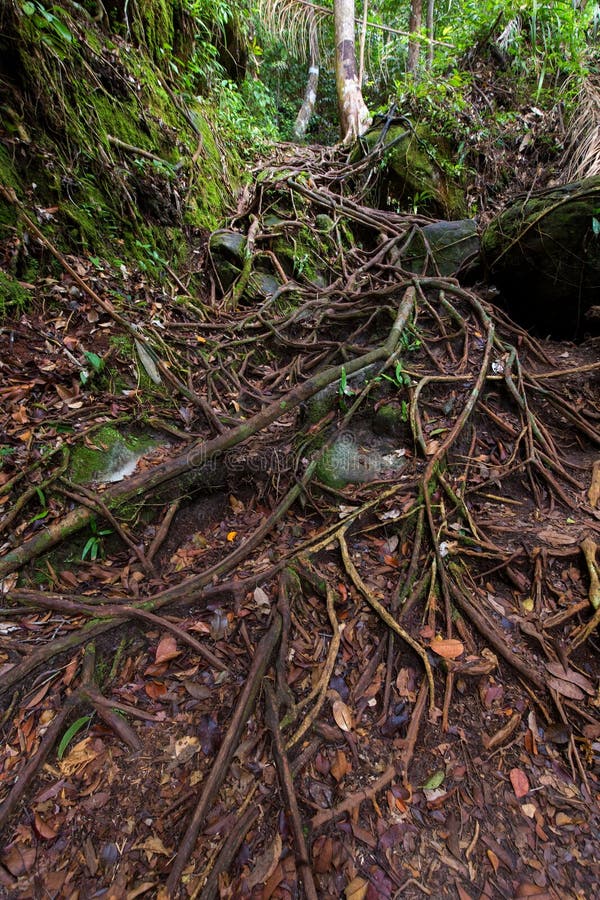 Tree roots in jungle stock image. Image of bako, jungle - 81044421