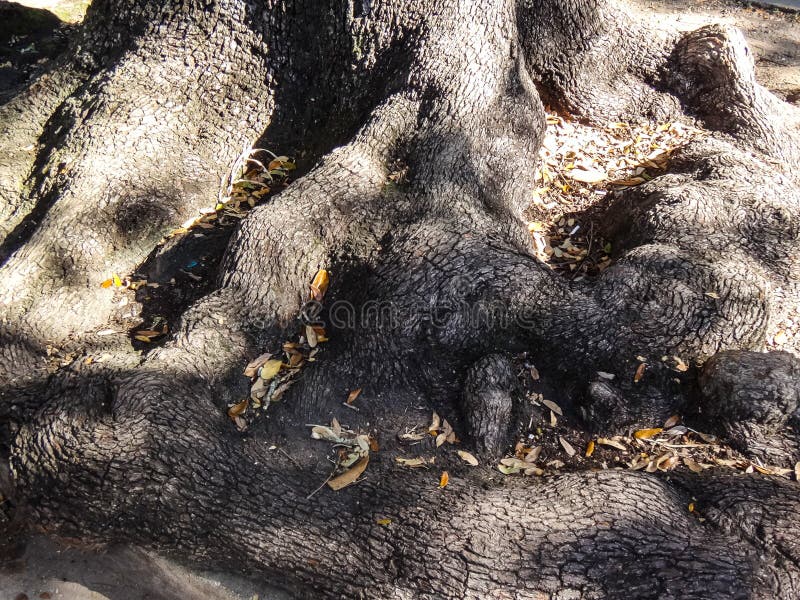 Tree roots stock image. Image of extend, natural, knotted - 77498225