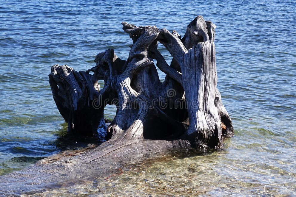 Tree Roots in Lake stock photo. Image of idaho, lake - 94894100