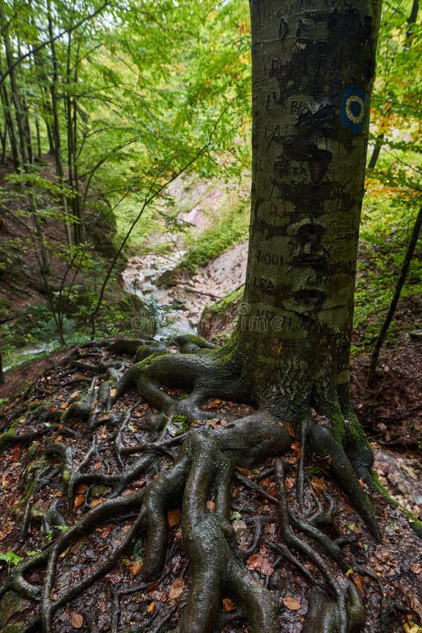 Tree roots landscape stock image. Image of roots, peaceful - 258875191