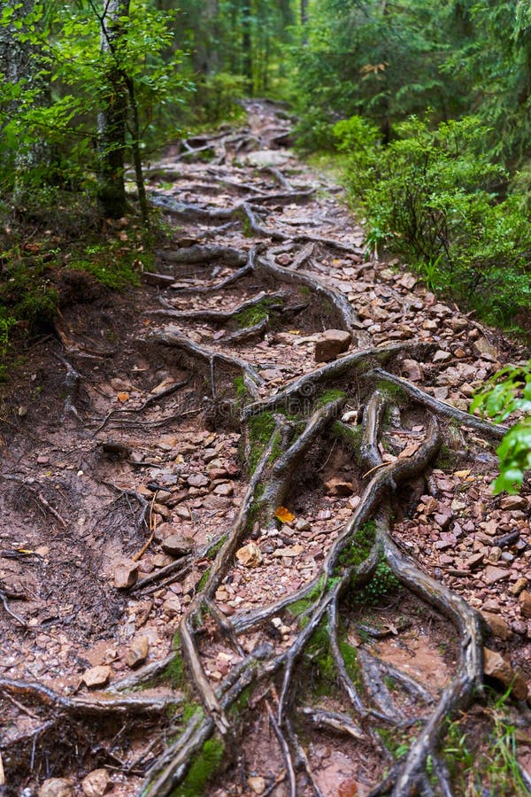 Tree roots landscape stock image. Image of leaves, outdoors - 259589699