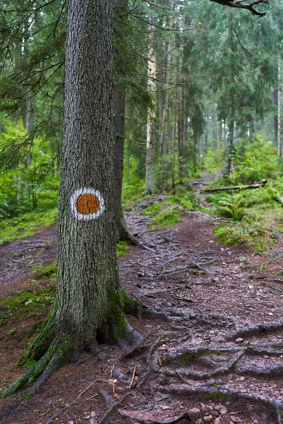 Tree roots landscape stock photo. Image of scene, beautiful - 259589702