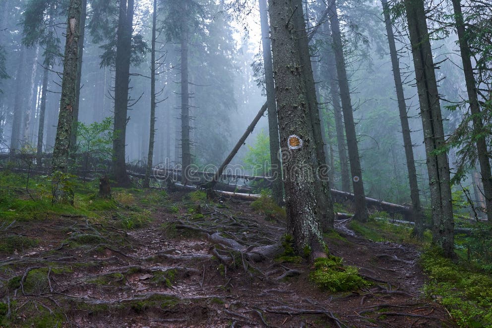 Tree roots landscape stock photo. Image of forest, pine - 259589708