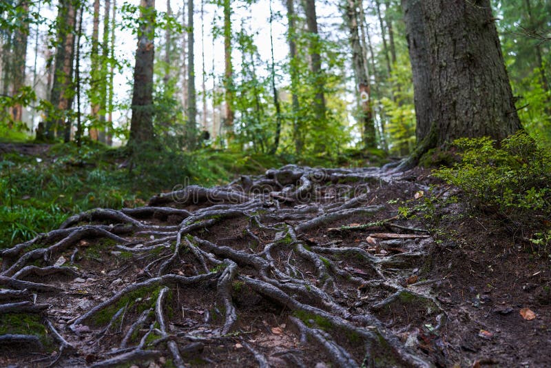 Tree roots landscape stock photo. Image of branches - 259589716