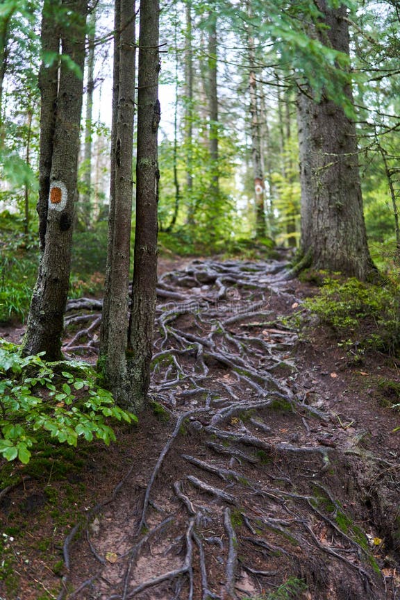 Tree roots landscape stock image. Image of deciduous - 259589717