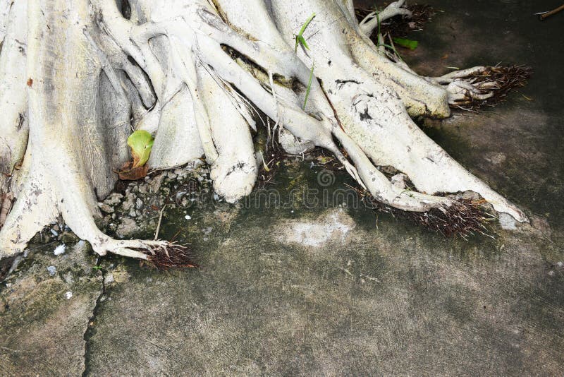 Tree Roots of Large Trees on the Concrete Floor Stock Image - Image of ...