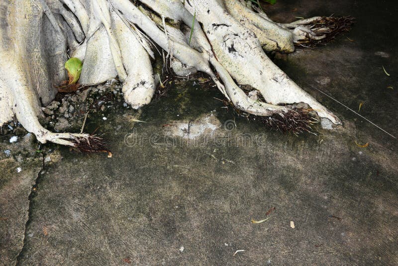 Tree Roots of Large Trees on the Concrete Floor Stock Photo - Image of ...