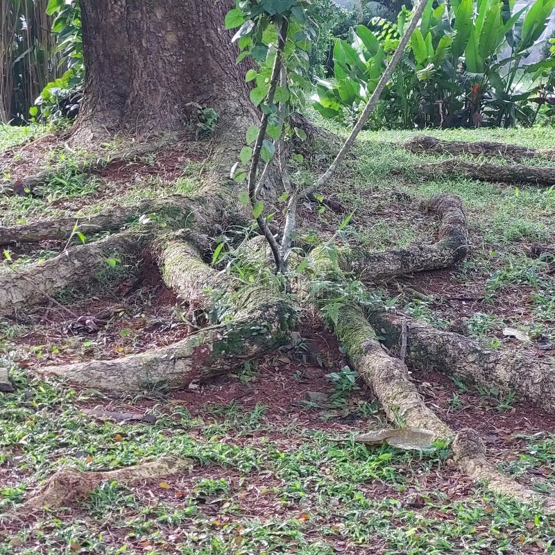 Tree Roots that are Large and Visible on the Ground Stock Photo - Image ...