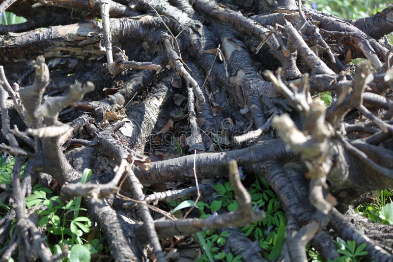 Tree roots on the lawn stock image. Image of greens - 146667247