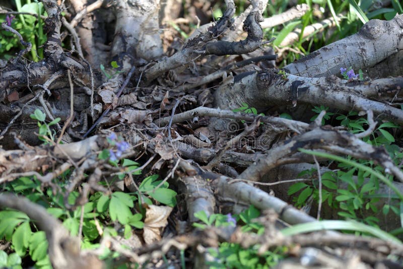Tree roots on the lawn stock image. Image of exterior - 146667273