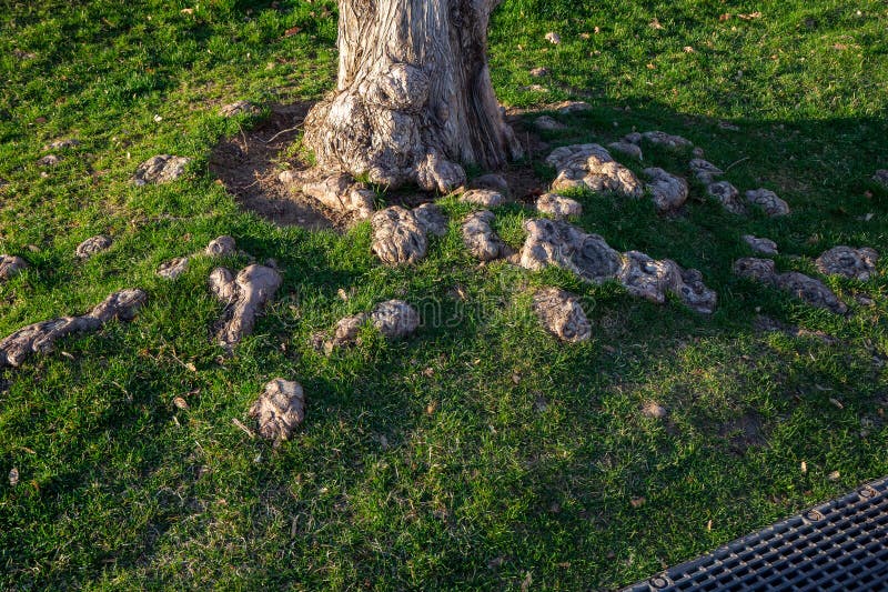 Exposed Tree Roots on Grass. a Close-up of a Tree with Prominent ...