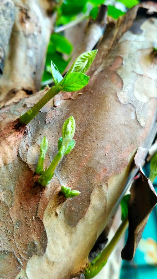 Tree Roots and Leaves are Growing Stock Image - Image of outdoors ...