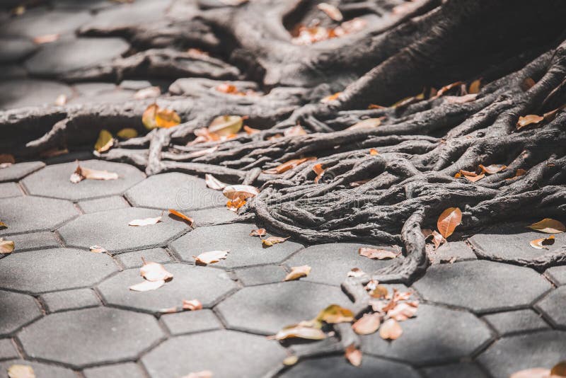 Tree Roots and Leaves on Paved Block with Sunlight Stock Photo - Image ...