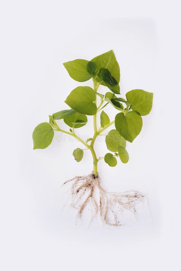 Tree with Roots and Leaves stock photo. Image of leaf - 97132752