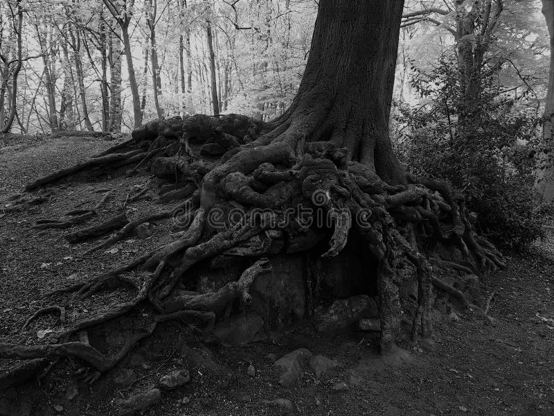 Roots stock image. Image of magic, tree, roots, leeds - 153901027